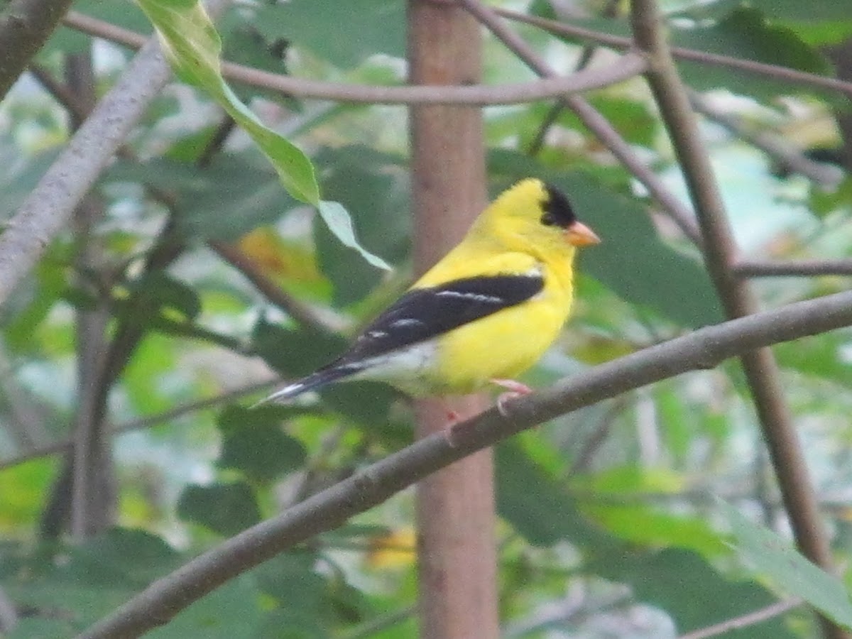American Goldfinch | Project Noah