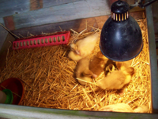 New Duckling Brooder | BackYard Chickens - Learn How to Raise Chickens
