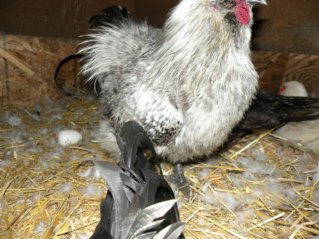 Silked Easter Egger Roo??? *Pics Added* | BackYard Chickens - Learn How ...