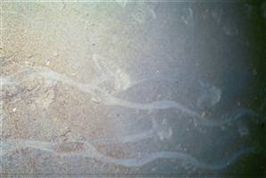 JUSTIN BARBER - CRIME SCENE PHOTOS - CMM-Crime, Mystery & Mayhem