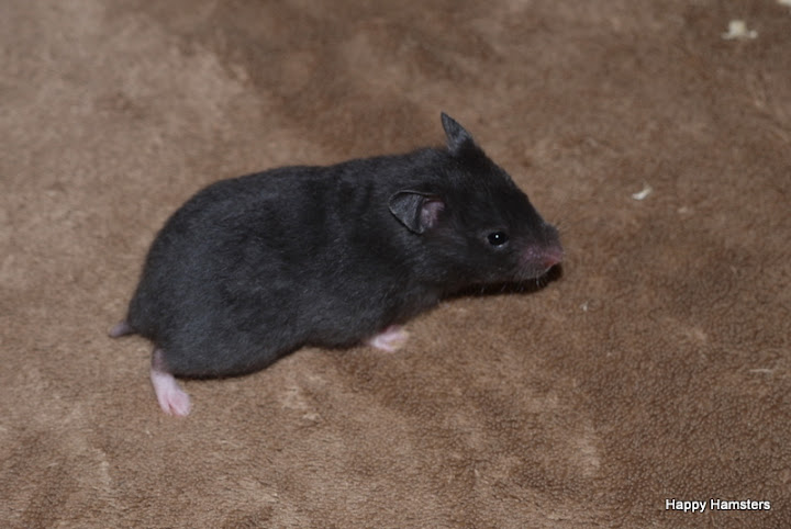 Syrian Hamster Babies | Reptile Forums