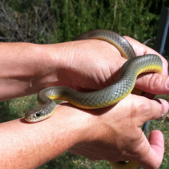 Eastern Yellow bellied racer | Project Noah