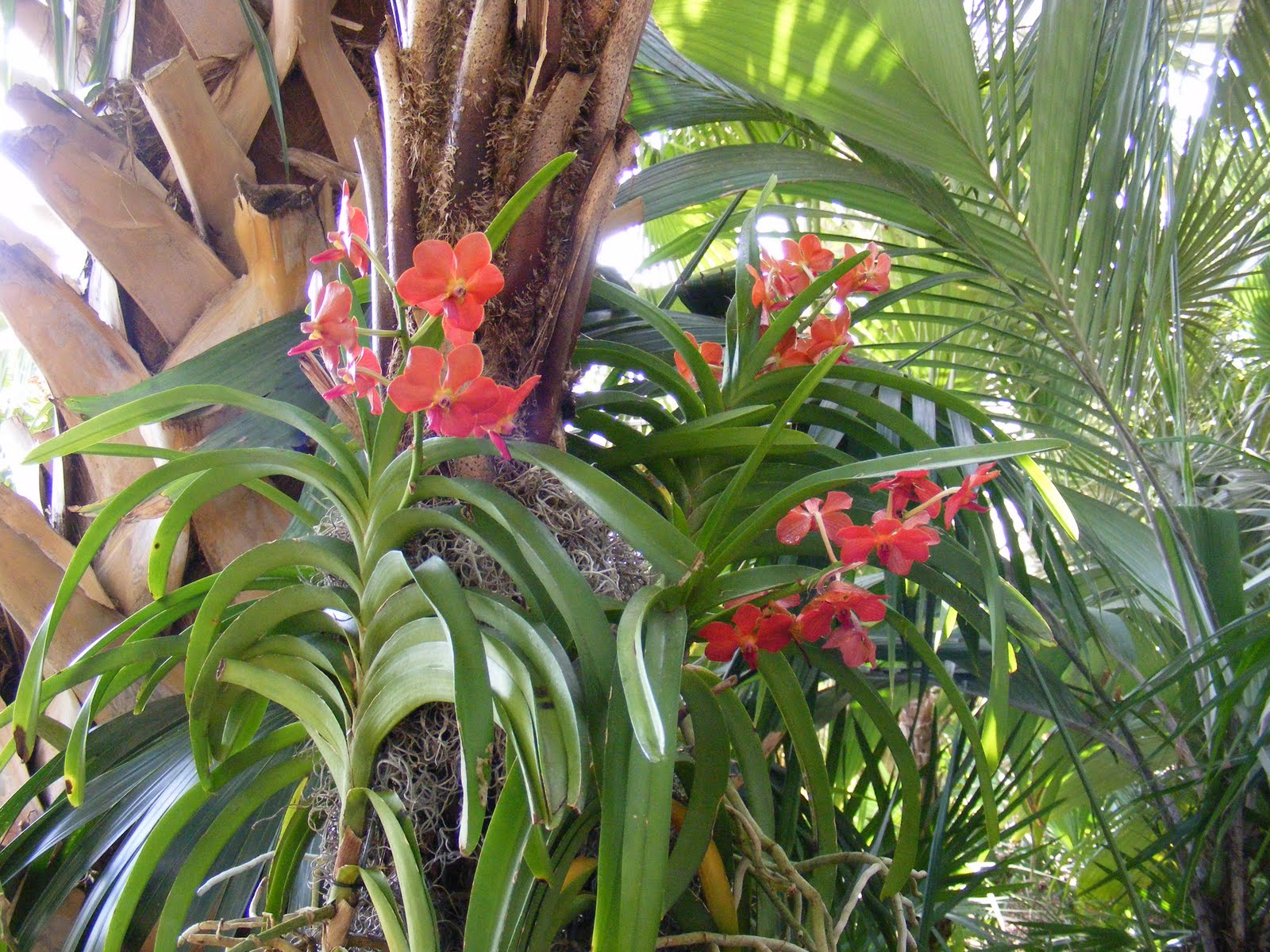 Jurnal de State: Orhidee