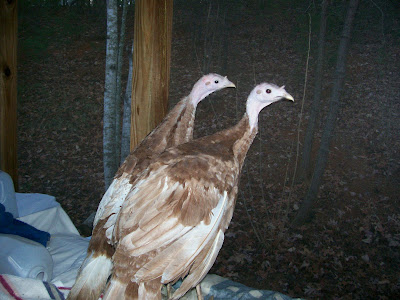 We've decided on Jersey Buff Turkeys! New Pics pg6 | Page 6 | BackYard ...