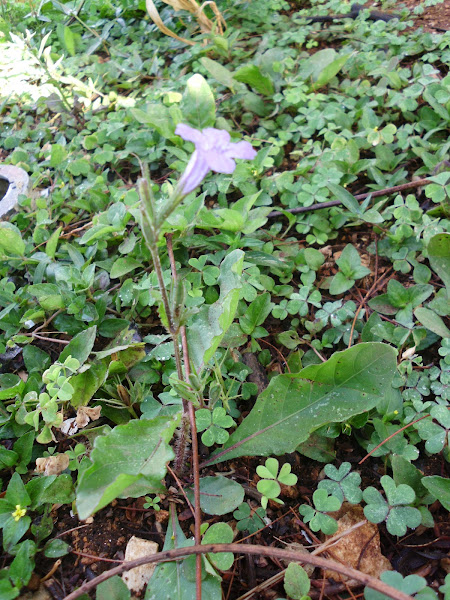 Ruelia | Project Noah