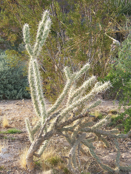 Silver Cholla | Project Noah