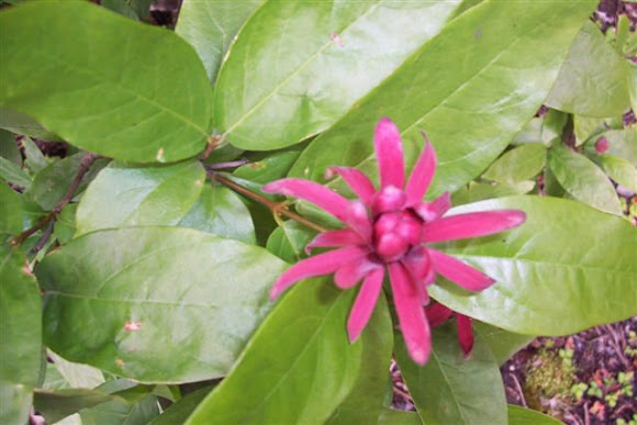 Western Spice Bush | Project Noah