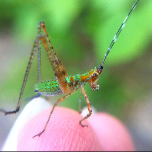 Scudder's Bush Katydids | Project Noah