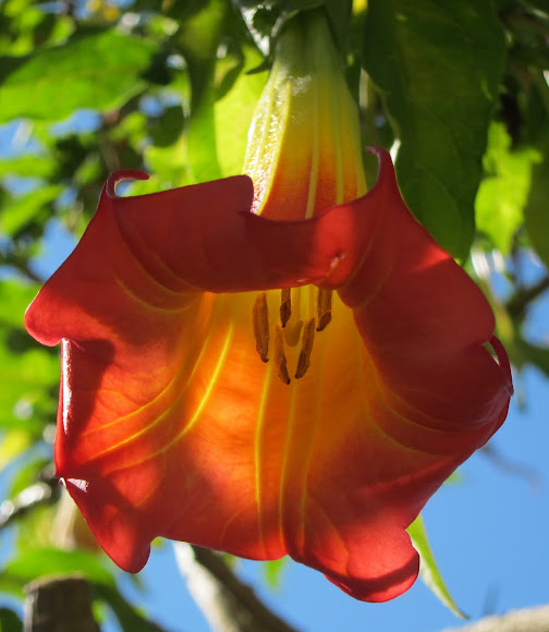 Red Angel's Trumpet | Project Noah