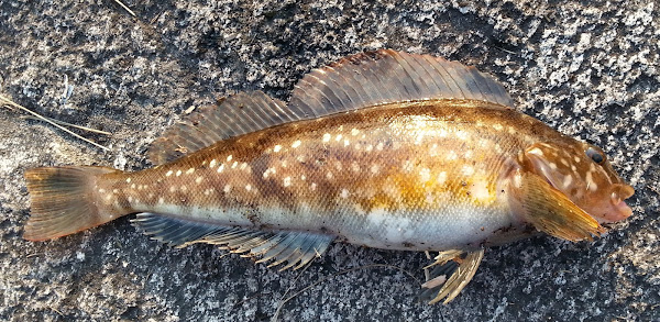 Whitespotted Greenling | Project Noah