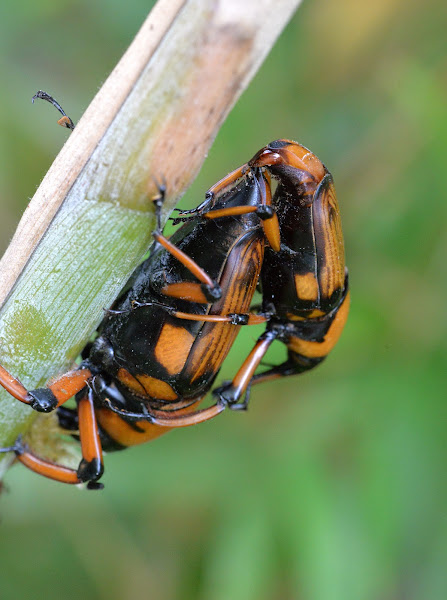 Giant Bamboo Weevil | Project Noah