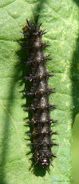 Silvery checkerspot caterpillar | Project Noah