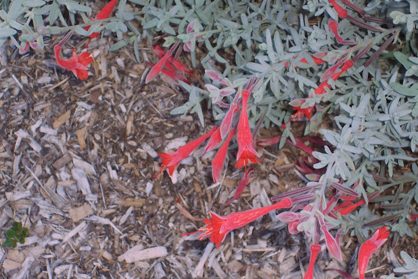 Calistoga California Fuchsia | Project Noah