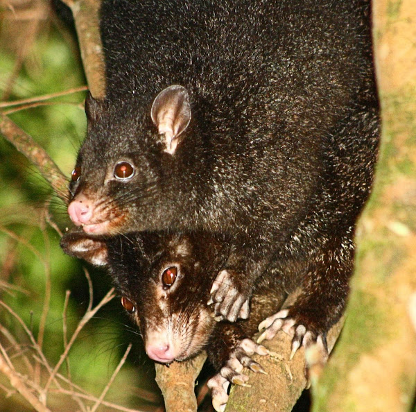 Short-eared possum with young | Project Noah
