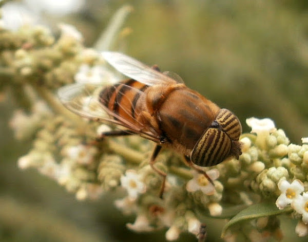 Tiger Fly. | Project Noah