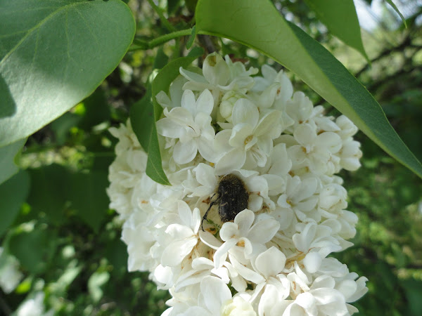 Apple blossom beetle (Rutava buba) | Project Noah