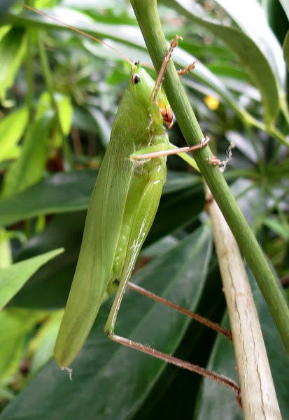 Broad-tipped conehead, female | Project Noah