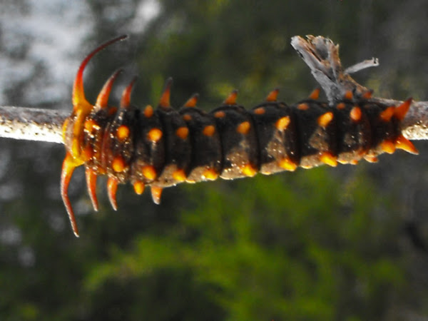Pipevine Swallowtail (Larva) | Project Noah