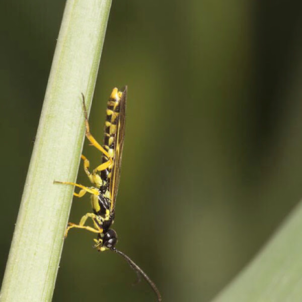 Wheat stem sawfly | Project Noah
