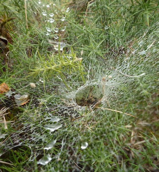 Labyrinth Spider | Project Noah