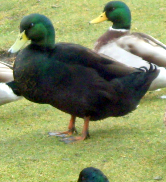 Mallard Hybrid | Project Noah