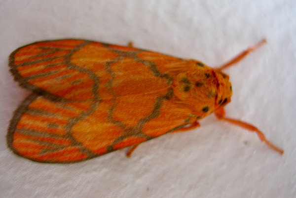 Orange Tiger Moth | Project Noah