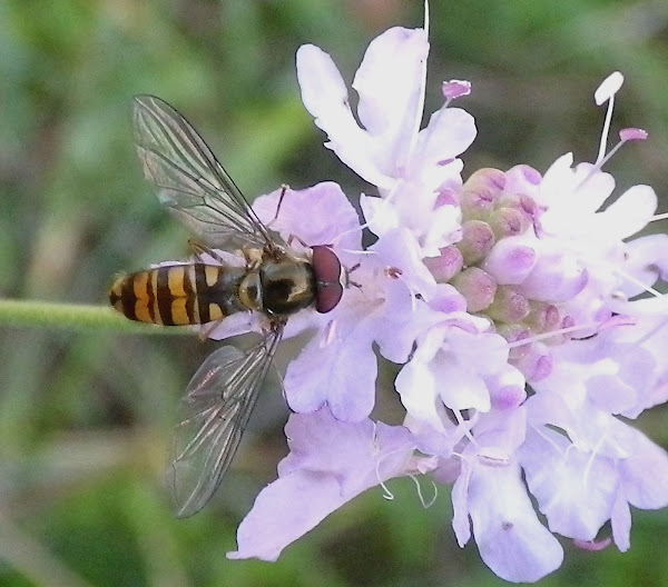 Marmalade Hoverfly | Project Noah