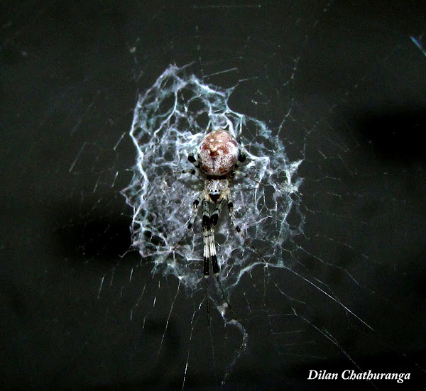 Hackled Orb Weaver | Project Noah
