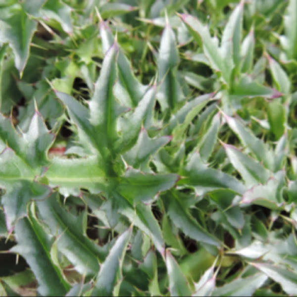 Musk Thistle rosette | Project Noah