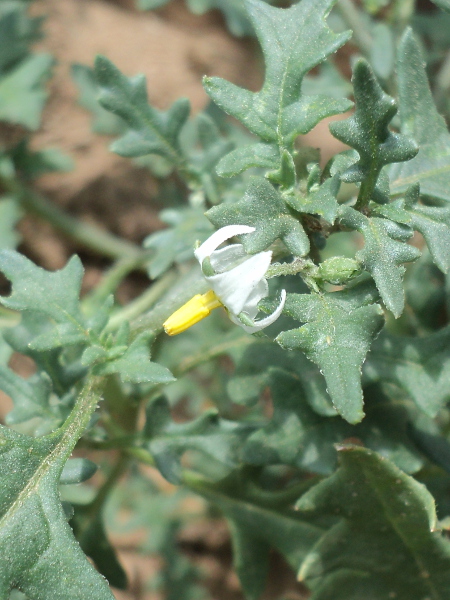 Cutleaf Nightshade | Project Noah