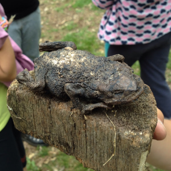 Common toad | Project Noah