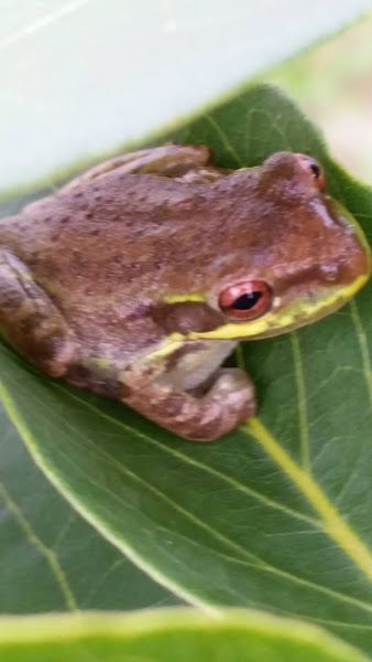 cuban tree frog | Project Noah