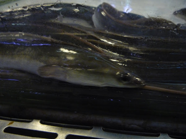 Anguila + vídeo | Project Noah