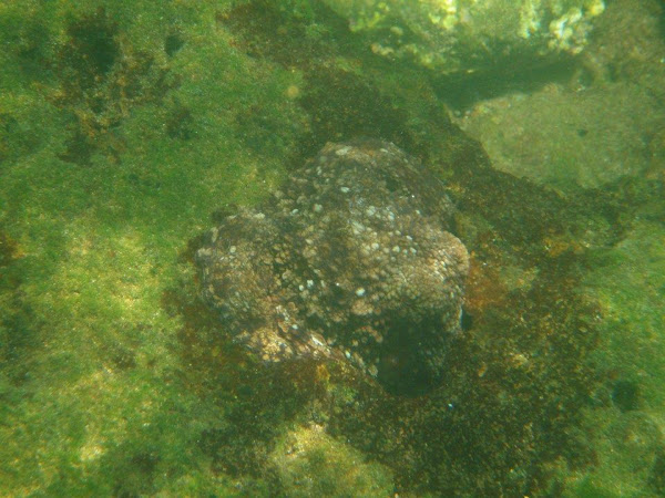 Galapagos reef octopus | Project Noah