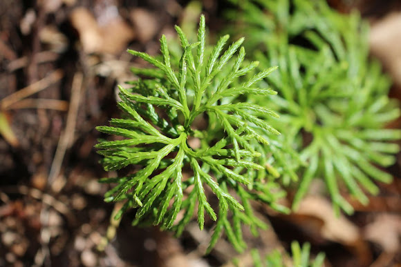 Ground Pine | Project Noah