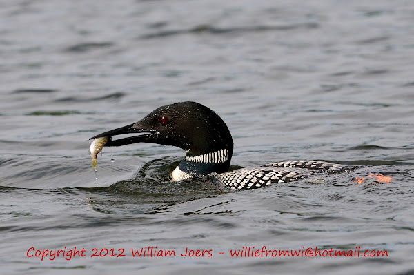 Great Northern Loon | Project Noah