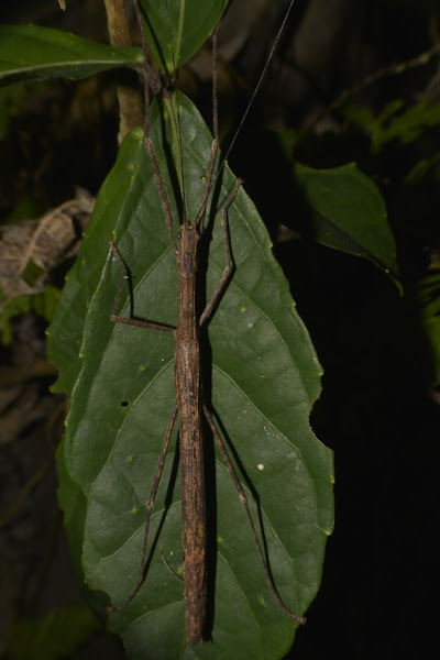 Winged Stick Insect, Phasmid - Female | Project Noah