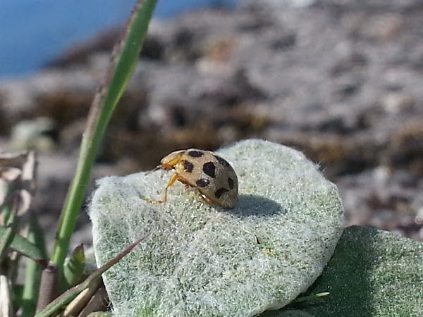 Spotting | Project Noah