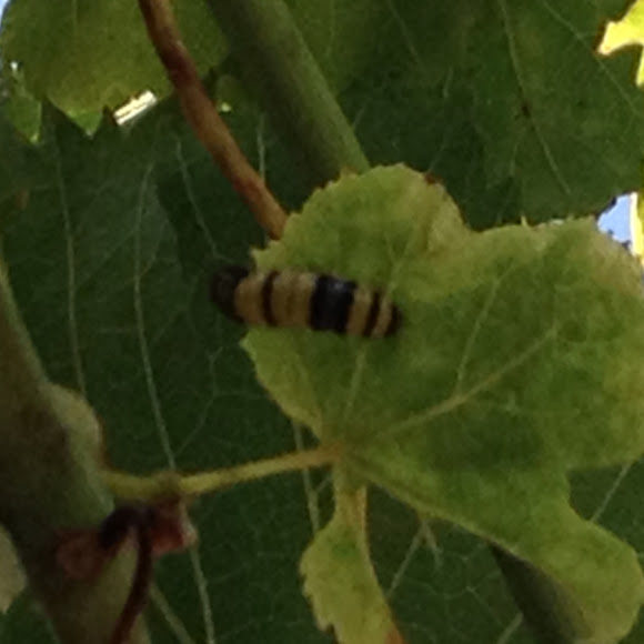 Western Grapeleaf Skeletonizer | Project Noah