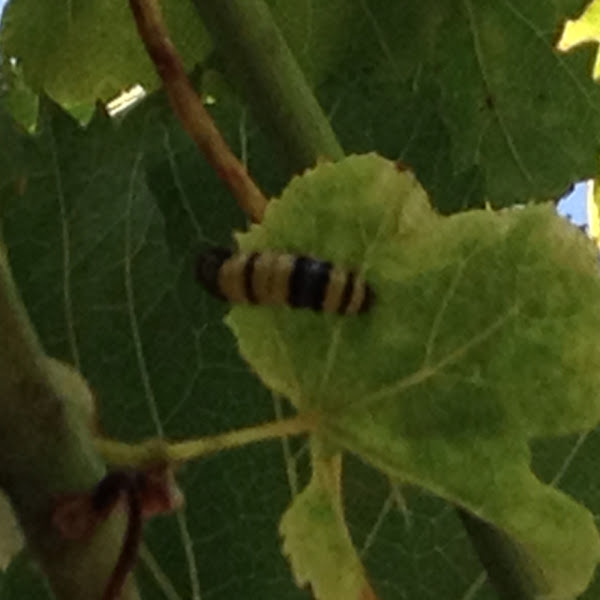 Western Grapeleaf Skeletonizer | Project Noah