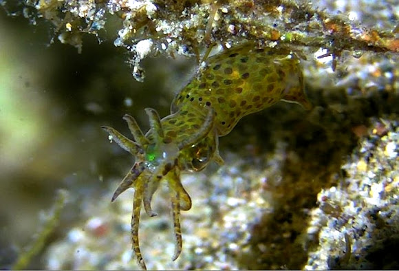 Two-toned Pygmy Squid | Project Noah