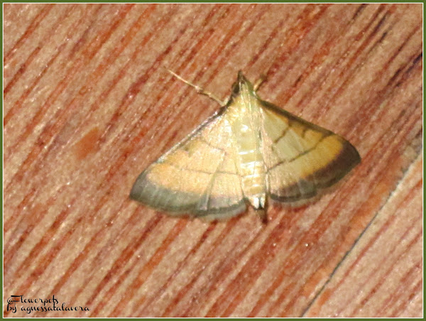 Rice Leaffolder Moth | Project Noah