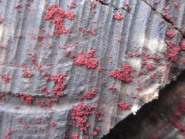 nectria episphaeria ( Kogelmeniezwammetje ) | Project Noah