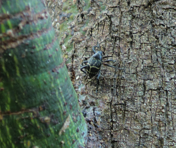 Rainforest weevil | Project Noah