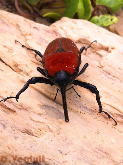 Red Palm Weevil | Project Noah