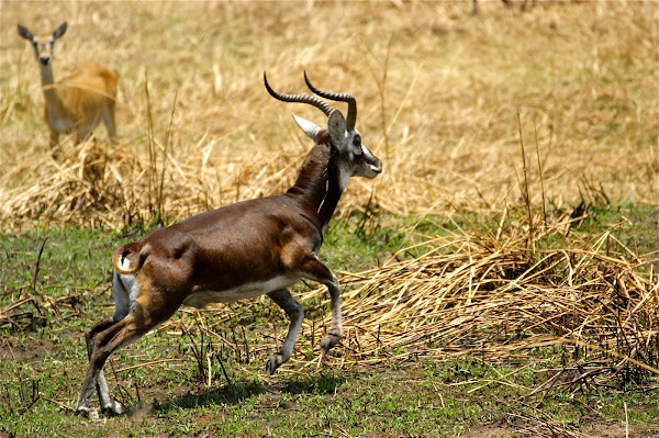 White-eared Kob | Project Noah