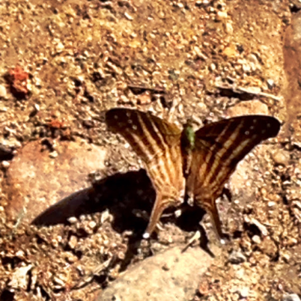 Many-banded Daggerwing | Project Noah