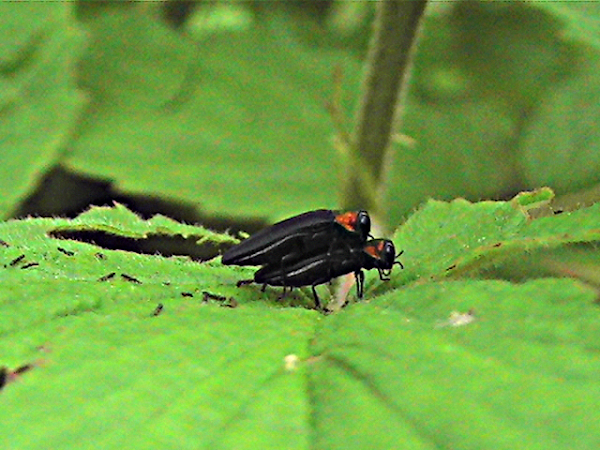 Red-necked Cane Borer | Project Noah