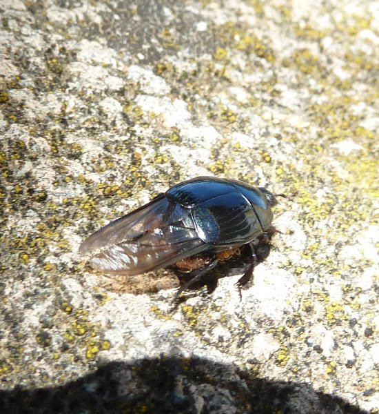 Clown Beetle and Mites | Project Noah