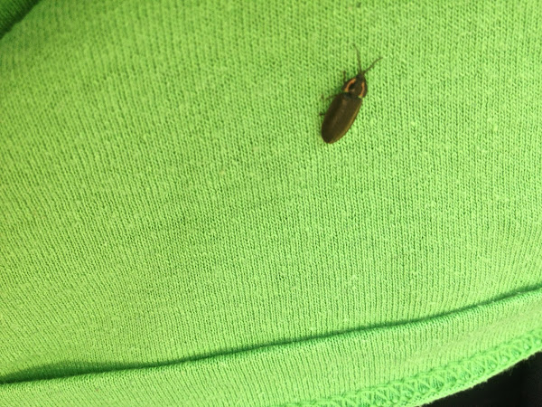 Firefly | Project Noah